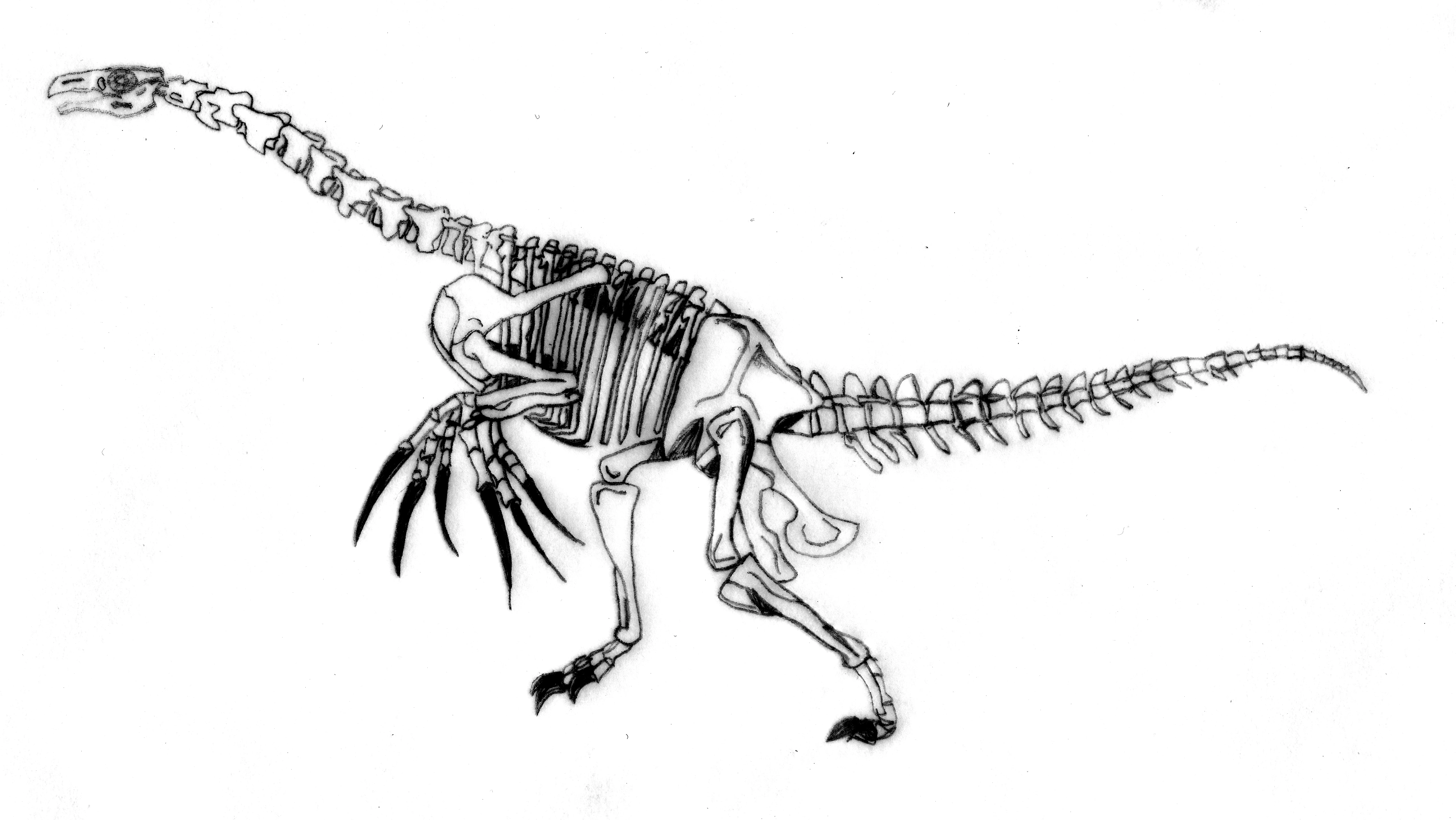 Therizinosauroidea - Fossil Wiki, the paleontology wiki