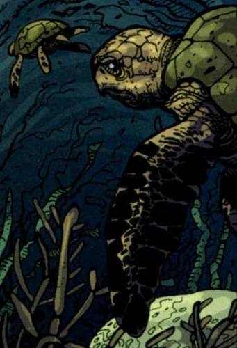 Turtle - Wookieepedia, the Star Wars Wiki