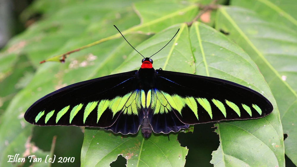 Raja Brooke butterfly - Animal Crossing Wiki