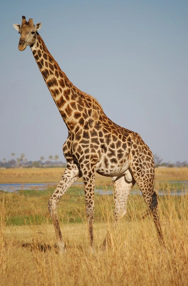 Giraffa - Animali Wiki