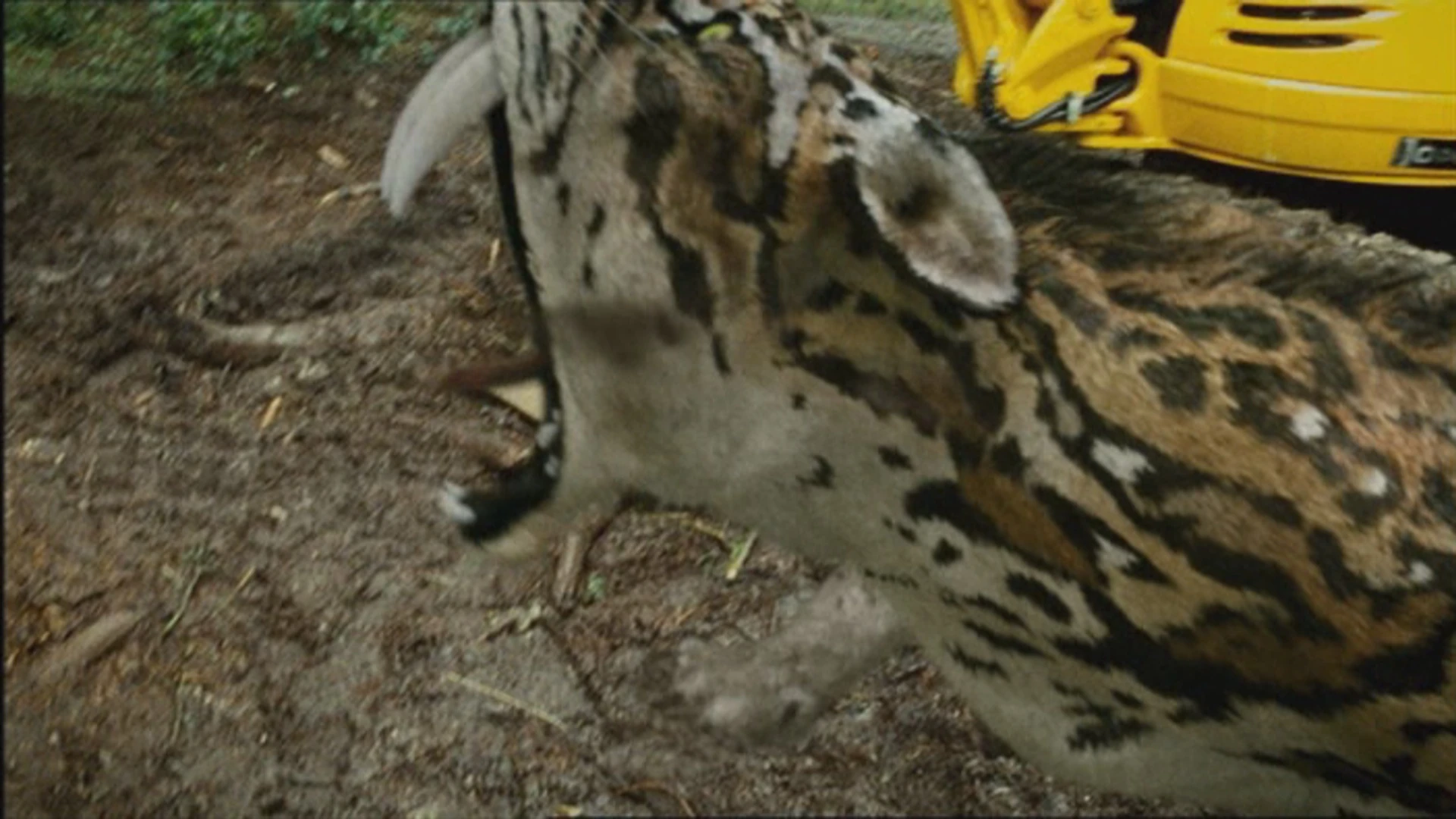 Image - 2x3 Smilodon 33.jpg - Anomaly Research Centre