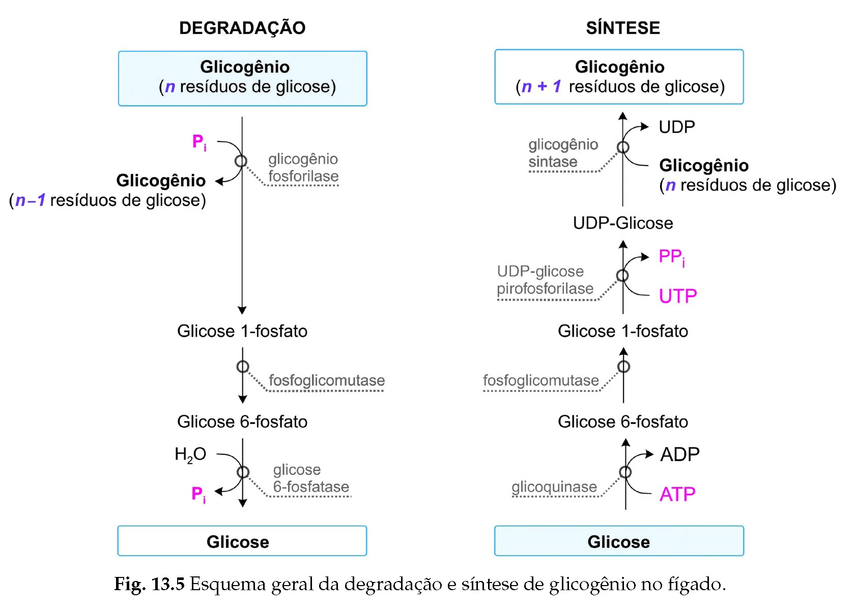 CAP - 67 Metabolismo dos Carboidratos - Wiki AIA 13-17