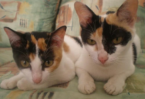 Calico - Cats Wiki